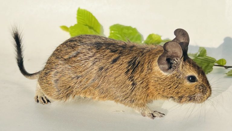 What is a Degu? – Andean Whispers