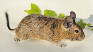 What is a Degu? – Andean Whispers